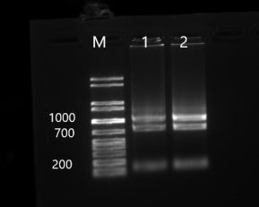 CAGE-seq – 武汉瑞兴生物科技有限公司