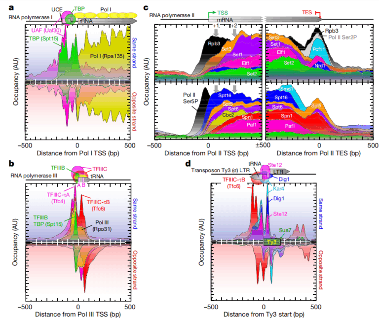 ChIP-Exo – 武汉瑞兴生物科技有限公司