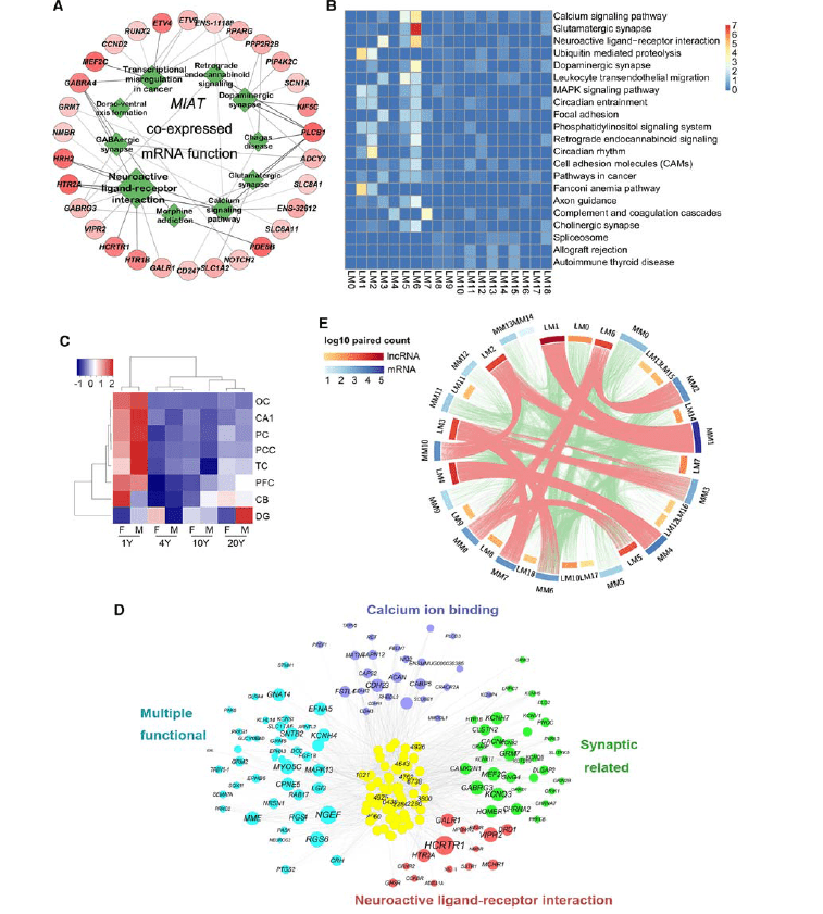 CAGE-seq – 武汉瑞兴生物科技有限公司